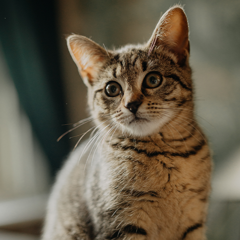 Sensitive cat food - gentle food for nutritionally sensitive cats